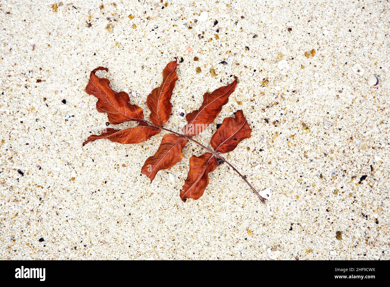 beautiful structured leaves at the beach arranged by nature in a ...