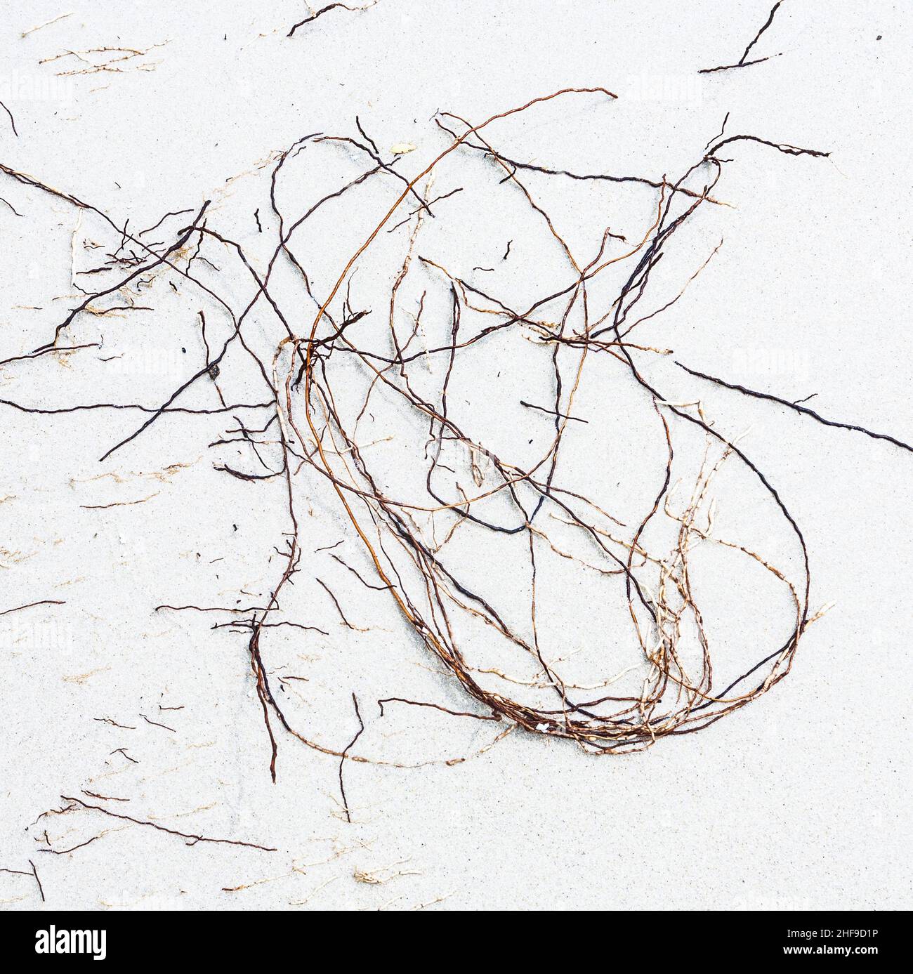 beautiful structures, lines at the beach with arrangement of leaves ...