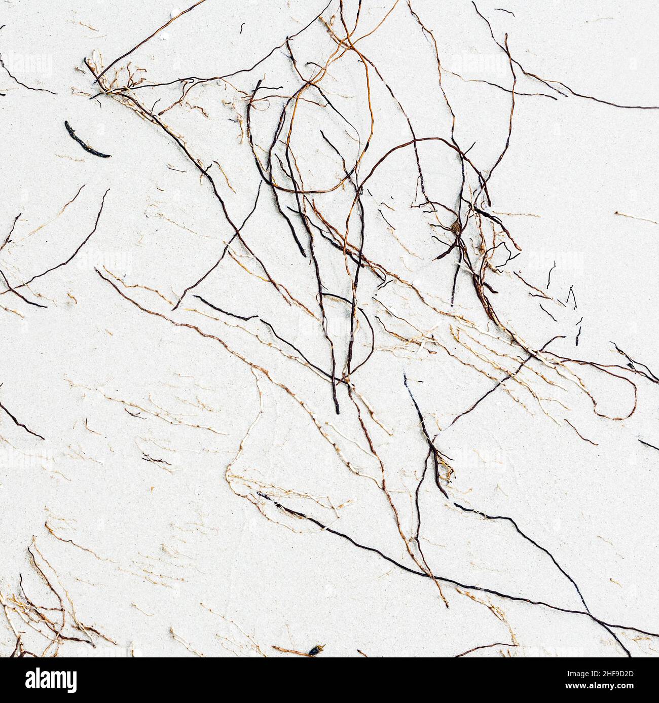 beautiful structures, lines at the beach with arrangement of leaves ...