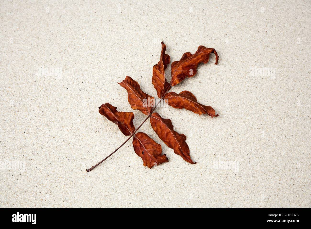 beautiful structured leaves at the beach arranged by nature in a ...