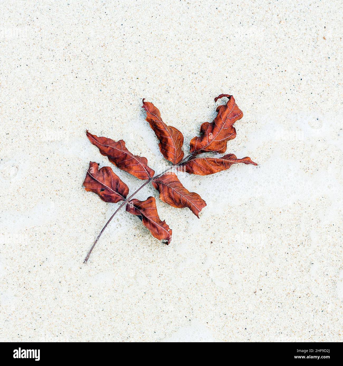 beautiful structured leaves at the beach arranged by nature in a ...