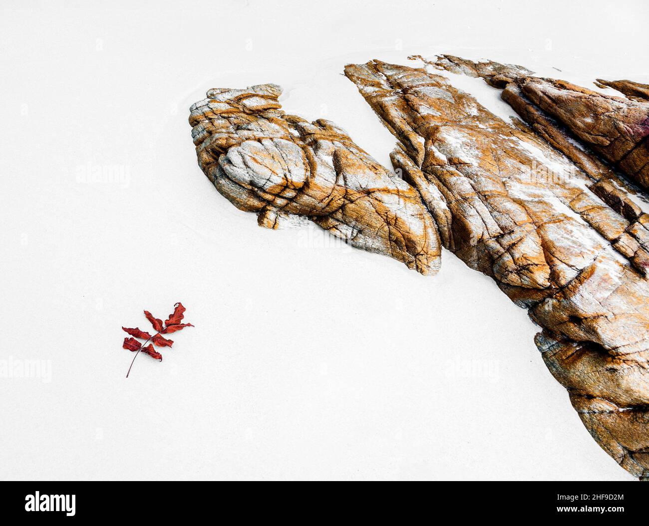 beautiful structures, lines at the beach with arrangement of leaves ...