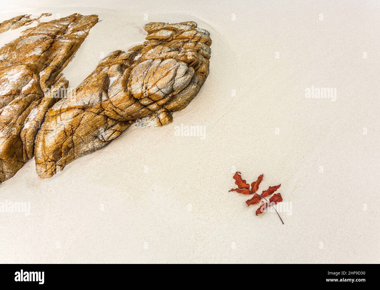 beautiful structures, lines at the beach with arrangement of leaves ...