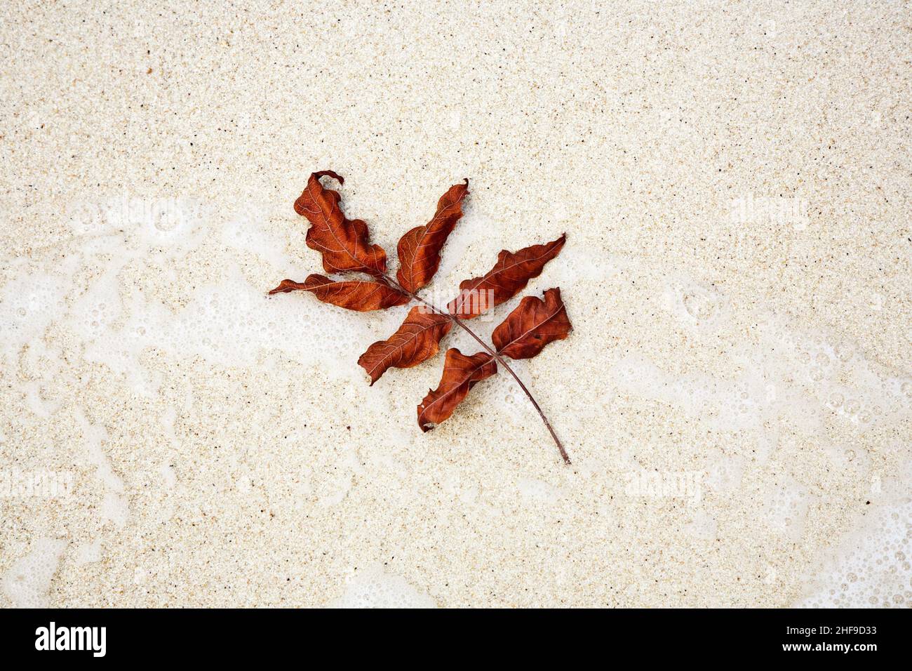 beautiful structured leaves at the beach arranged by nature in a ...