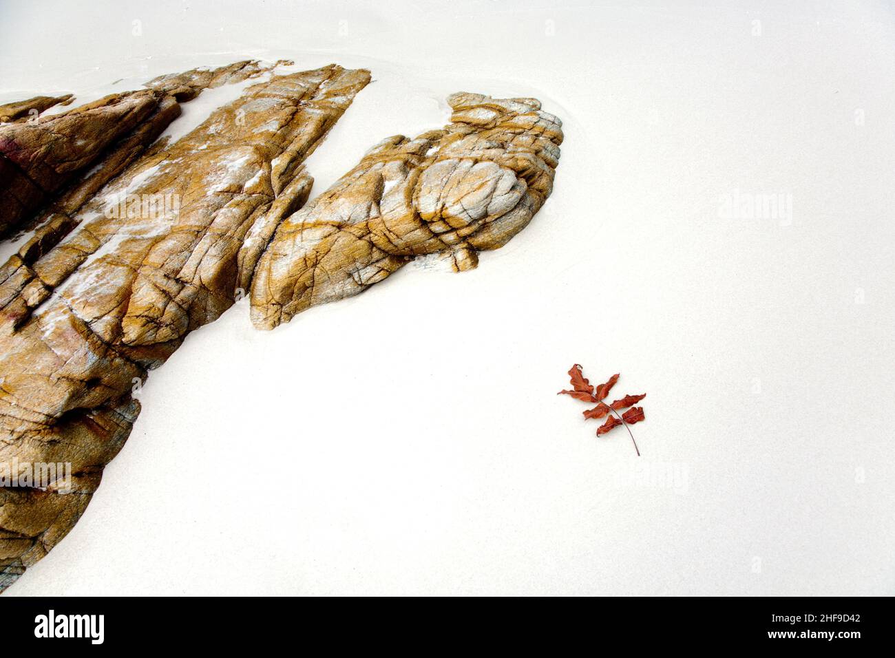 beautiful structures, lines at the beach with arrangement of leaves ...