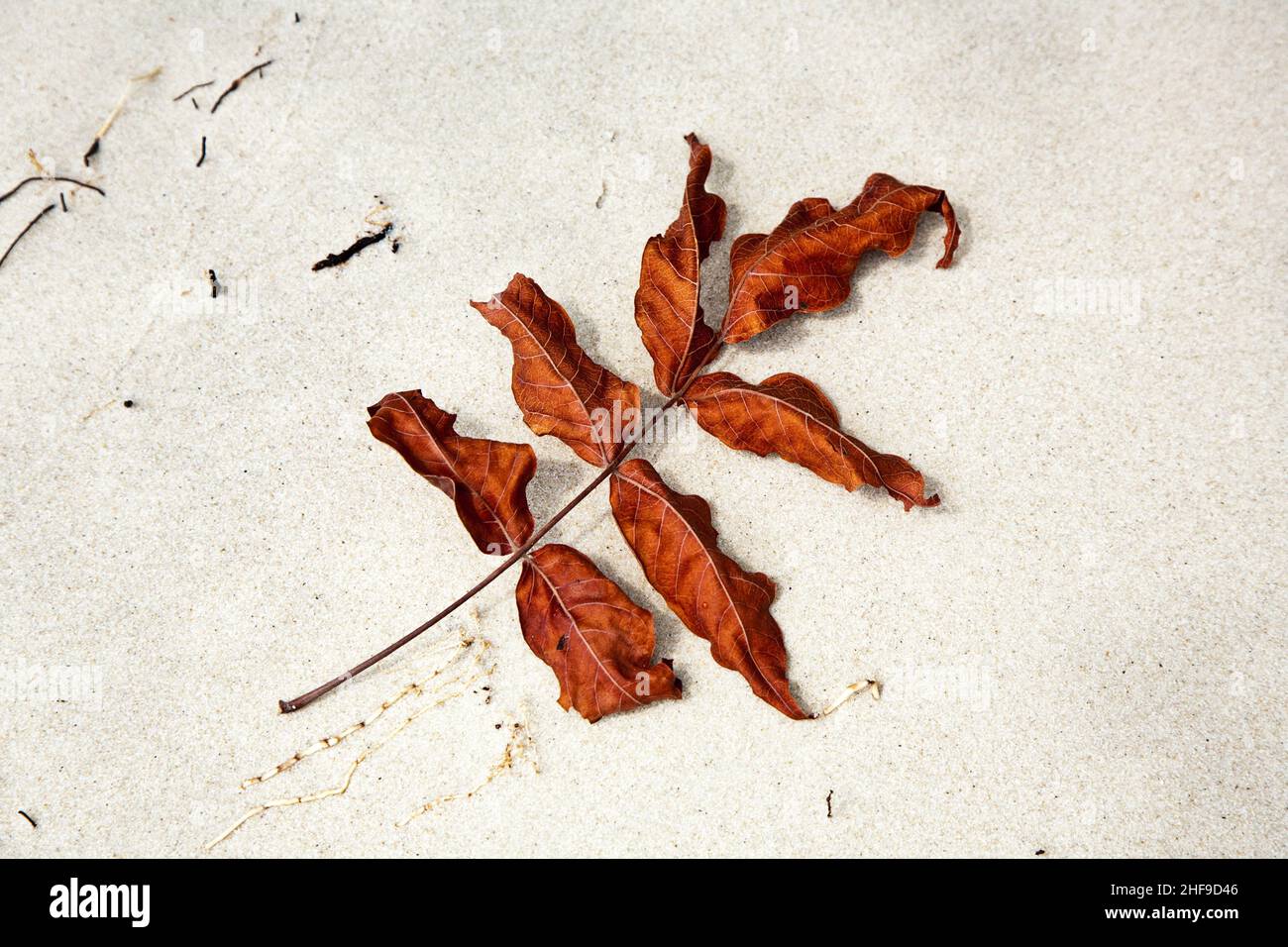 beautiful structured leaves at the beach arranged by nature in a ...