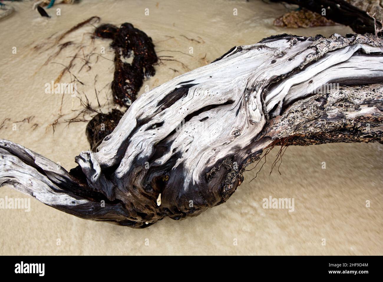 beautiful structured wooden roots at the beach in harmonic way gives an ...