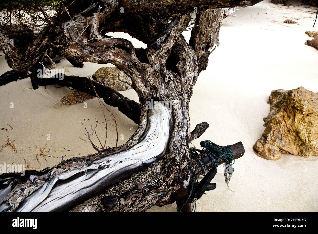 beautiful structured wooden roots at the beach in harmonic way gives an ...