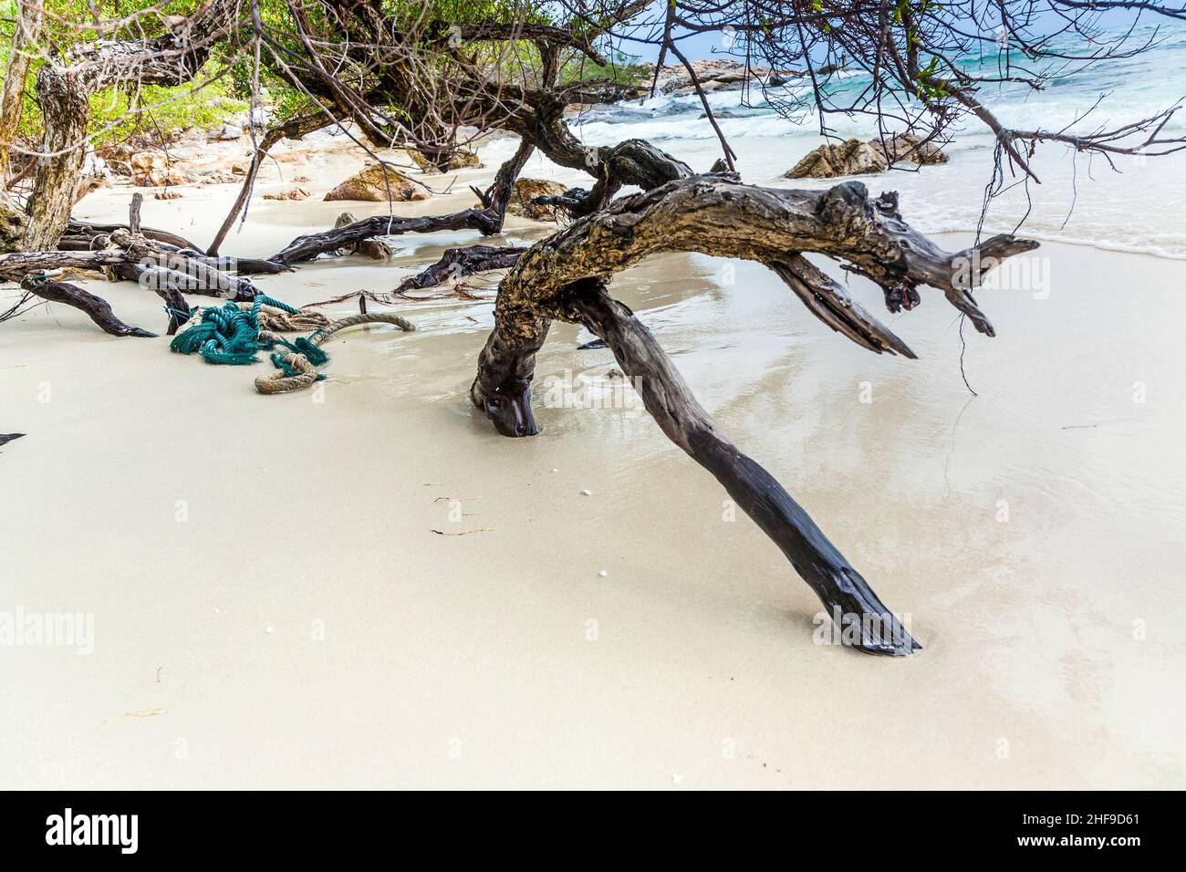 beautiful structured wooden roots at the beach in harmonic way gives an ...