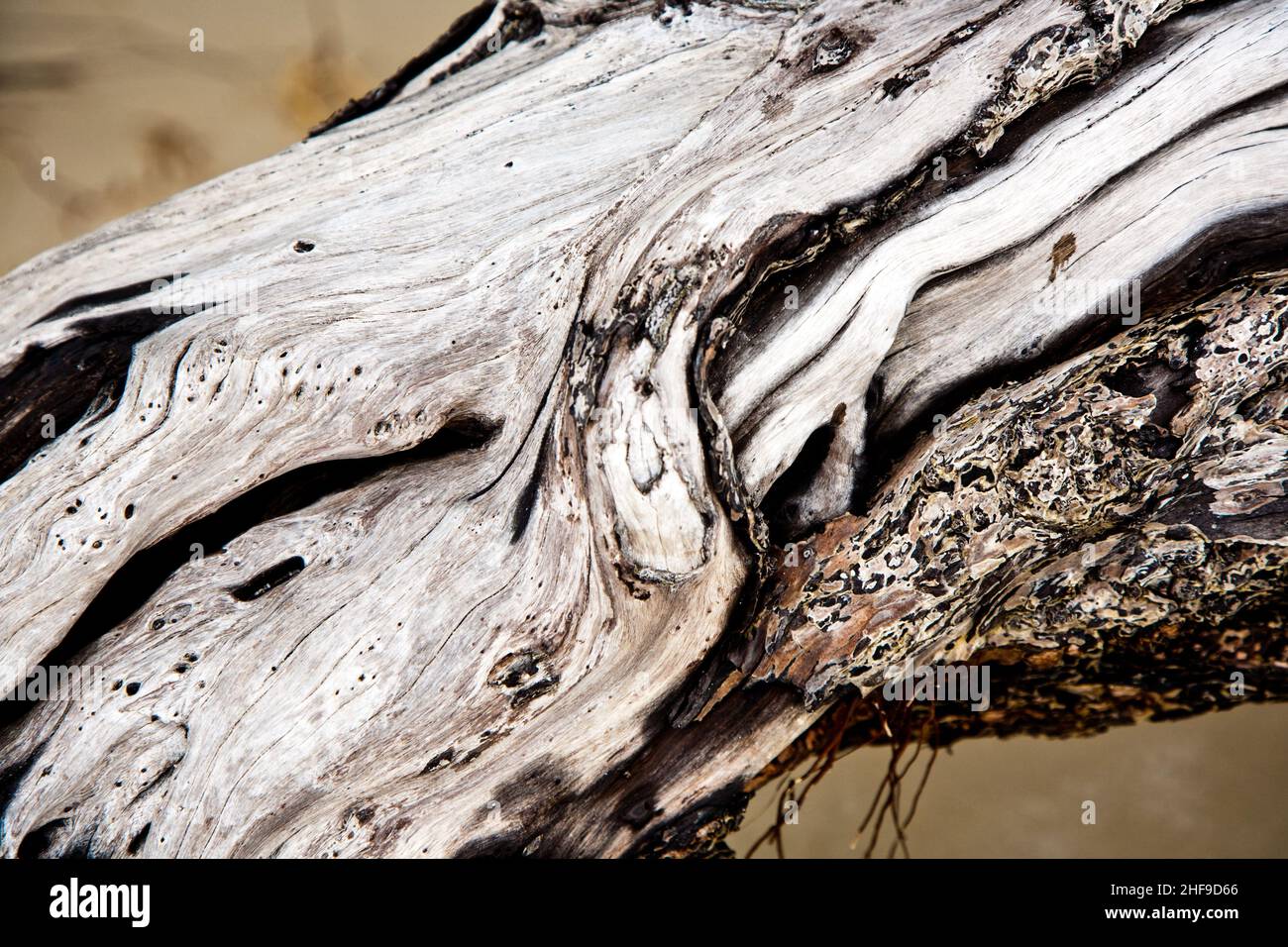 beautiful structured wooden roots at the beach in harmonic way gives an ...