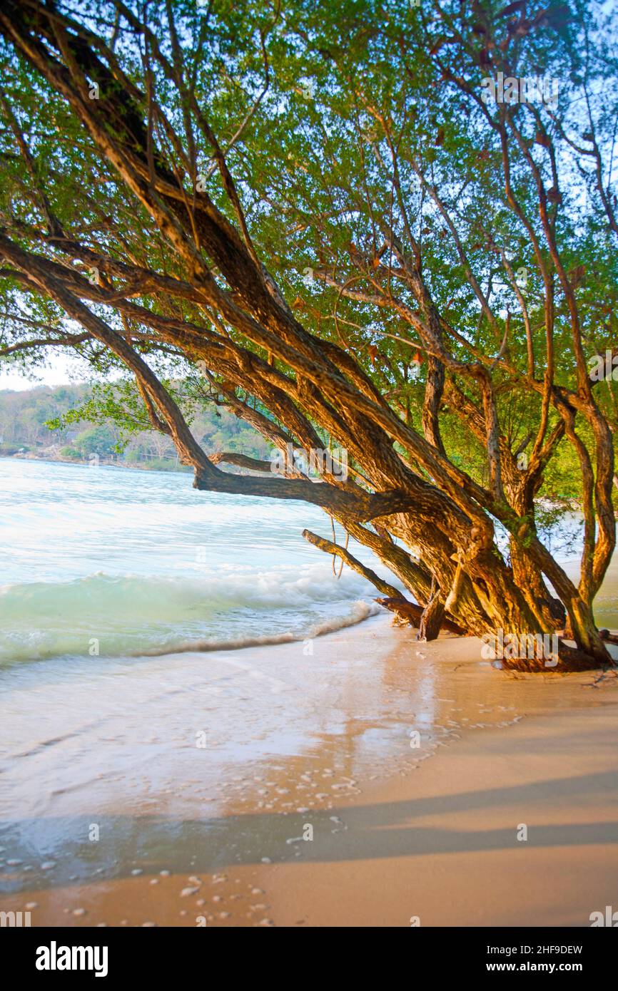 tropical beach with trees and waves Stock Photo - Alamy