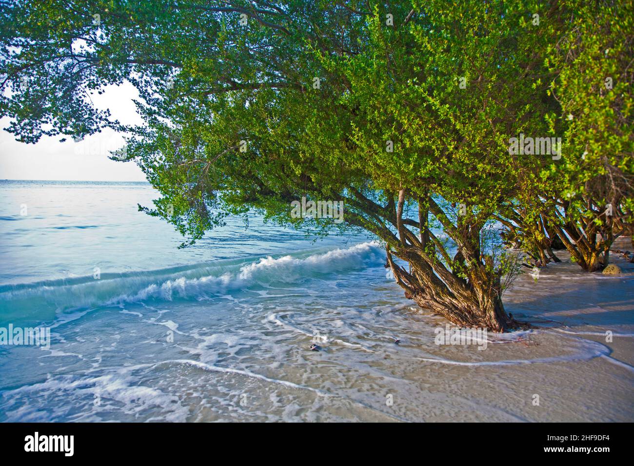 tropical beach with trees and waves Stock Photo - Alamy