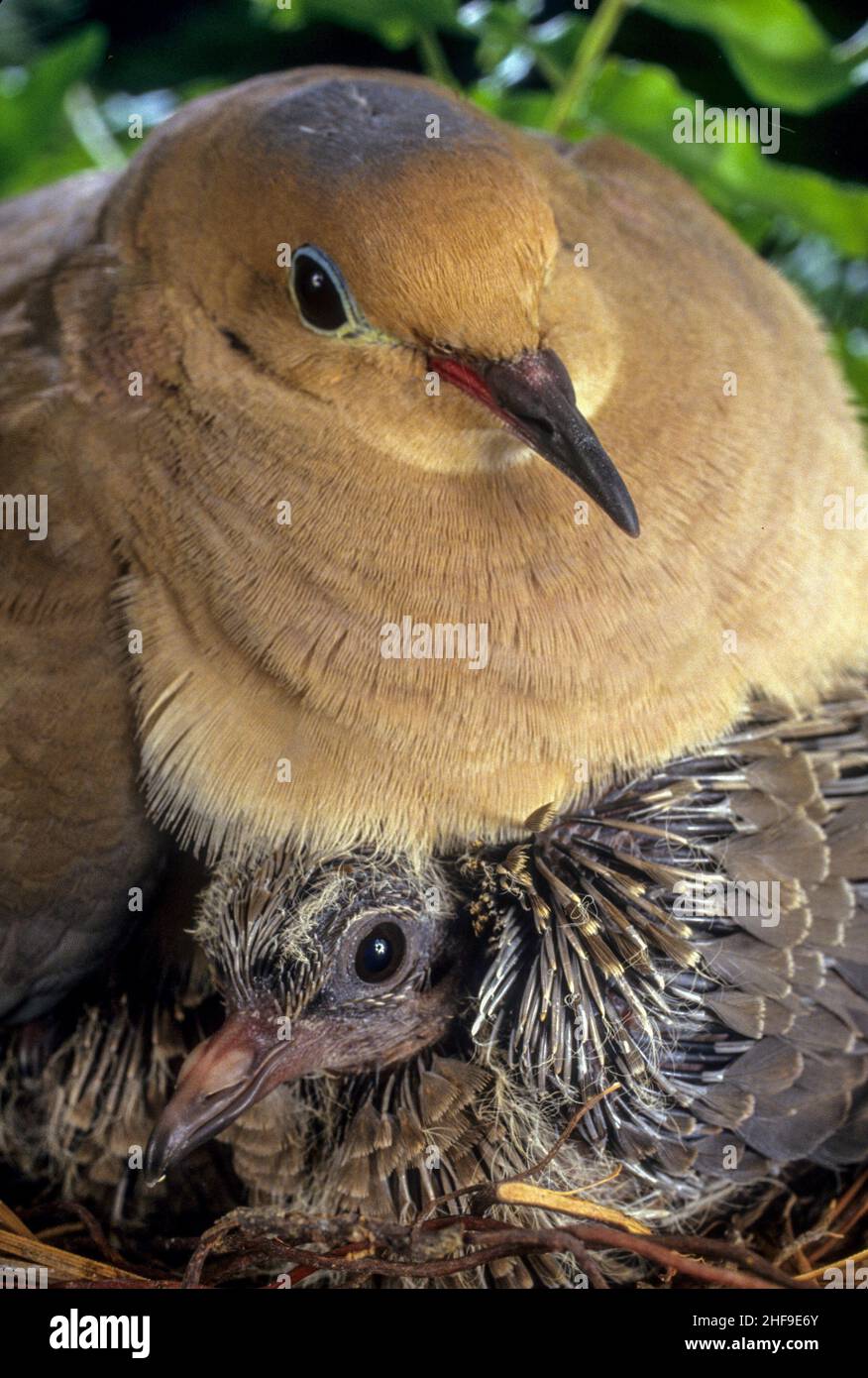 A female Barn Swallow (Hirundo rustica) protects her newly hatched ...