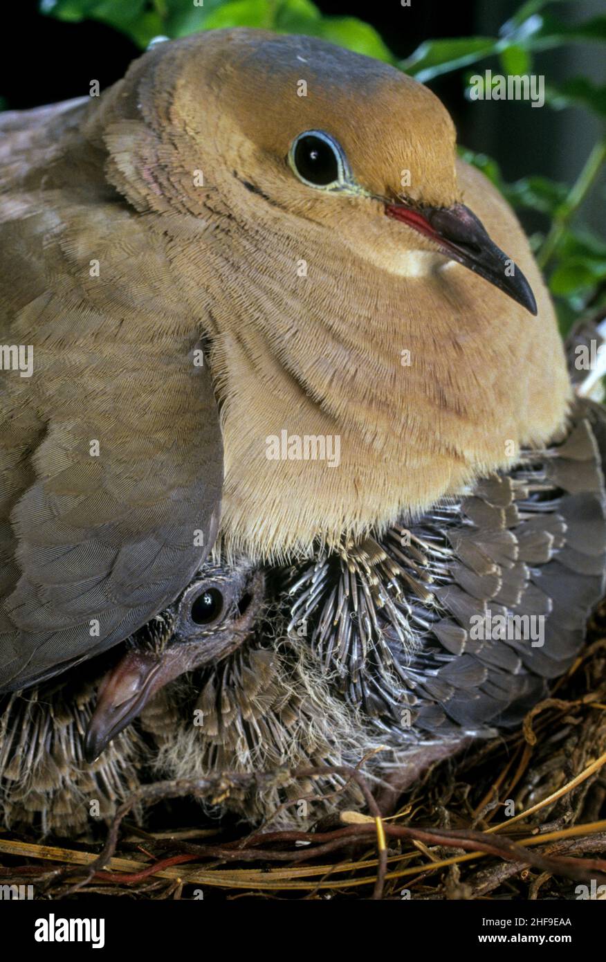 A female Barn Swallow (Hirundo rustica) protects her newly hatched ...