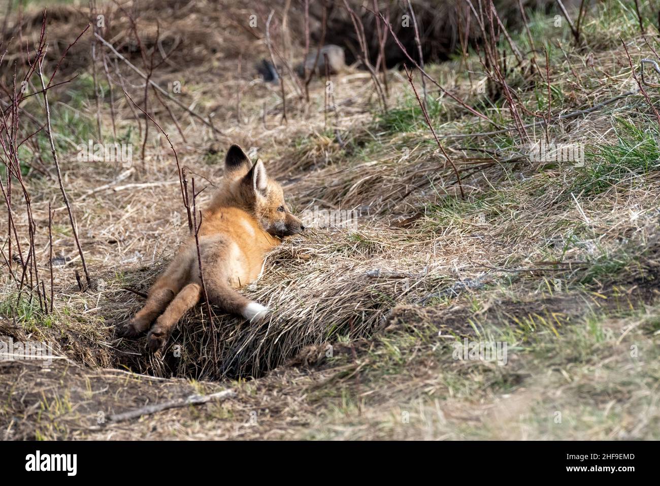 Fox kit laying outside den, Iwetemlaykin Heritage Site, Oregon Stock ...
