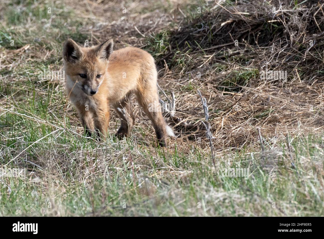 Fox kit, Iwetemlaykin State Heritage Site, Wallowa Valley, Oregon Stock ...