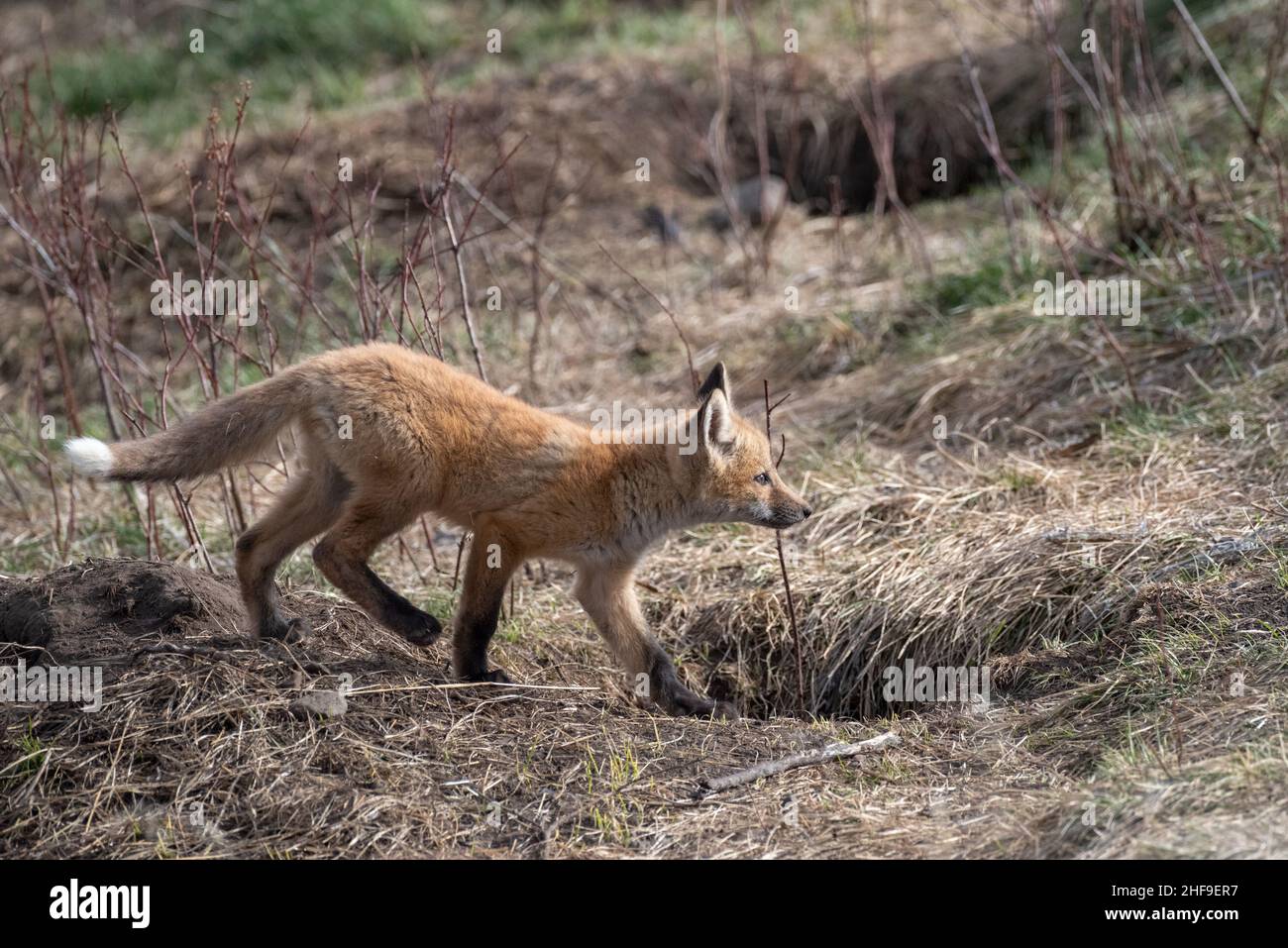 Fox kit, Iwetemlaykin State Heritage Site, Wallowa Valley, Oregon Stock ...