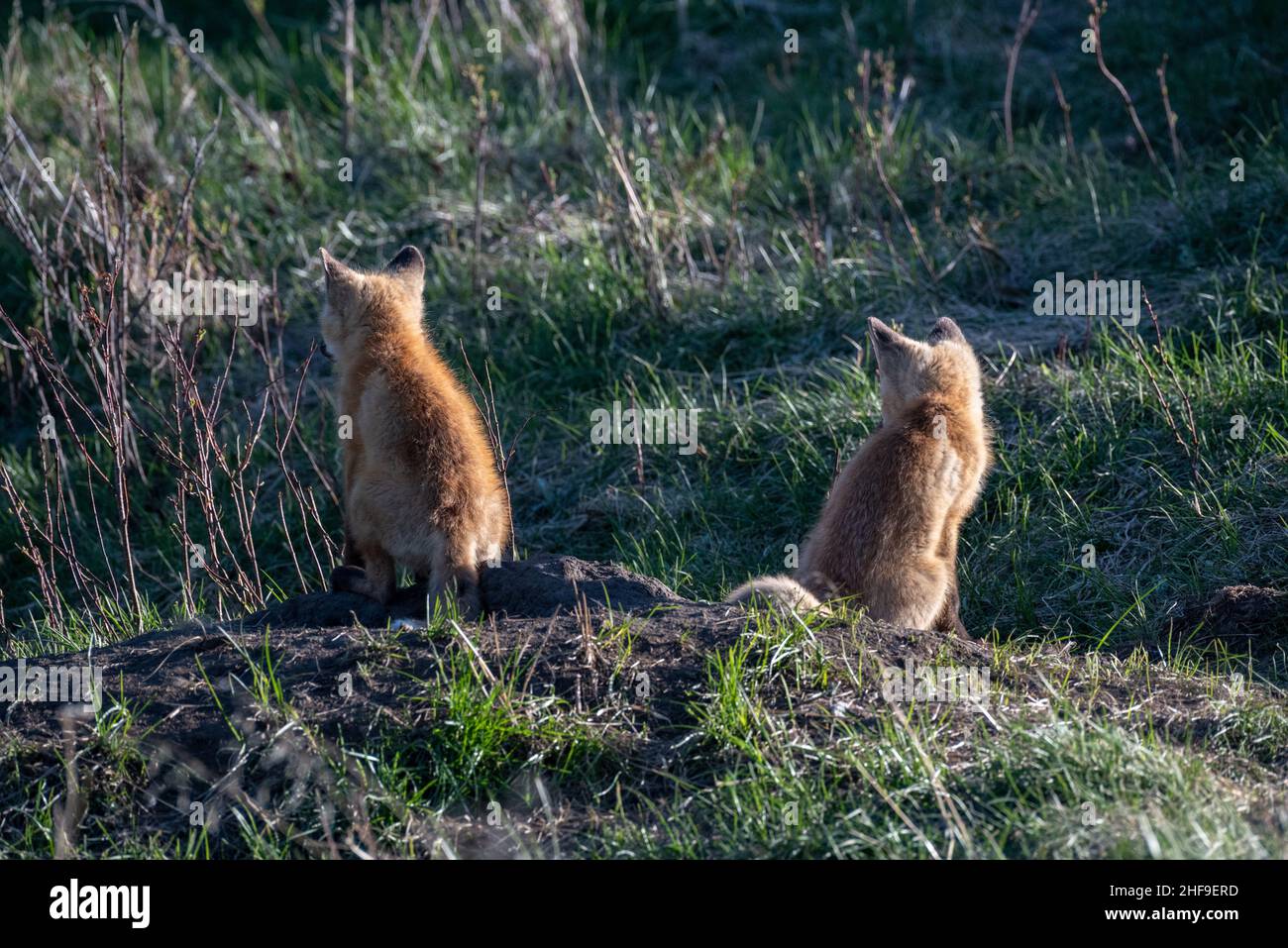 Fox kits, Iwetemlaykin State Heritage Site, Wallowa Valley, Oregon ...