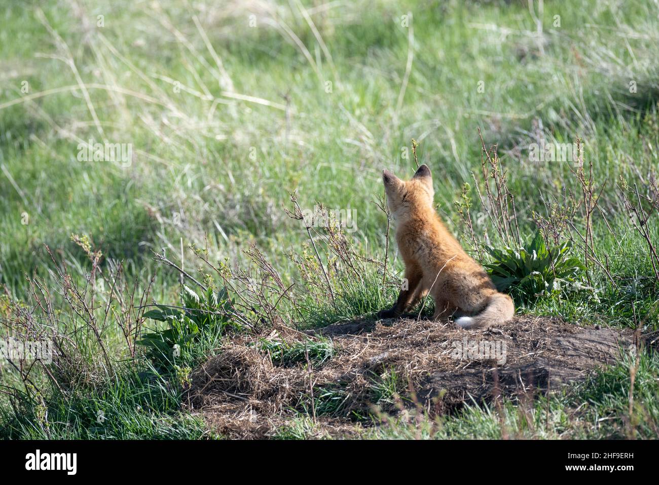 Fox kit, Iwetemlaykin State Heritage Site, Wallowa Valley, Oregon Stock ...