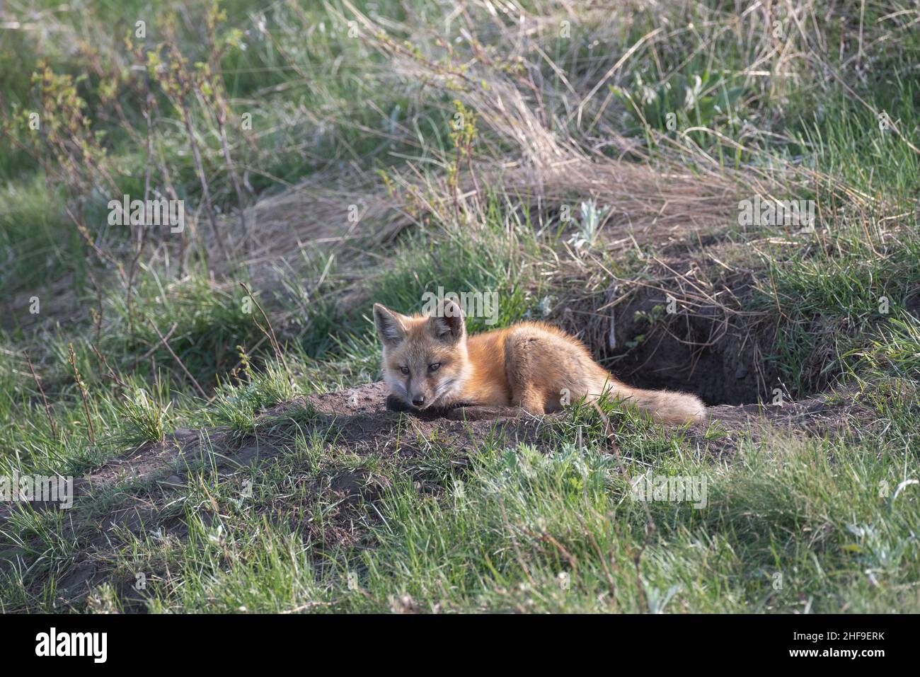 Fox kit laying outside den, Iwetemlaykin Heritage Site, Oregon Stock ...
