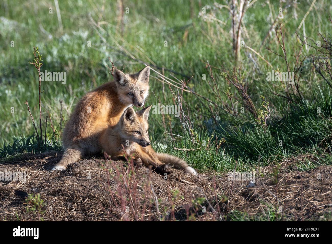 Fox kits, Iwetemlaykin State Heritage Site, Wallowa Valley, Oregon ...