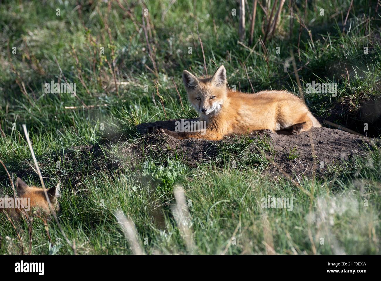 Fox kits, Iwetemlaykin State Heritage Site, Wallowa Valley, Oregon ...