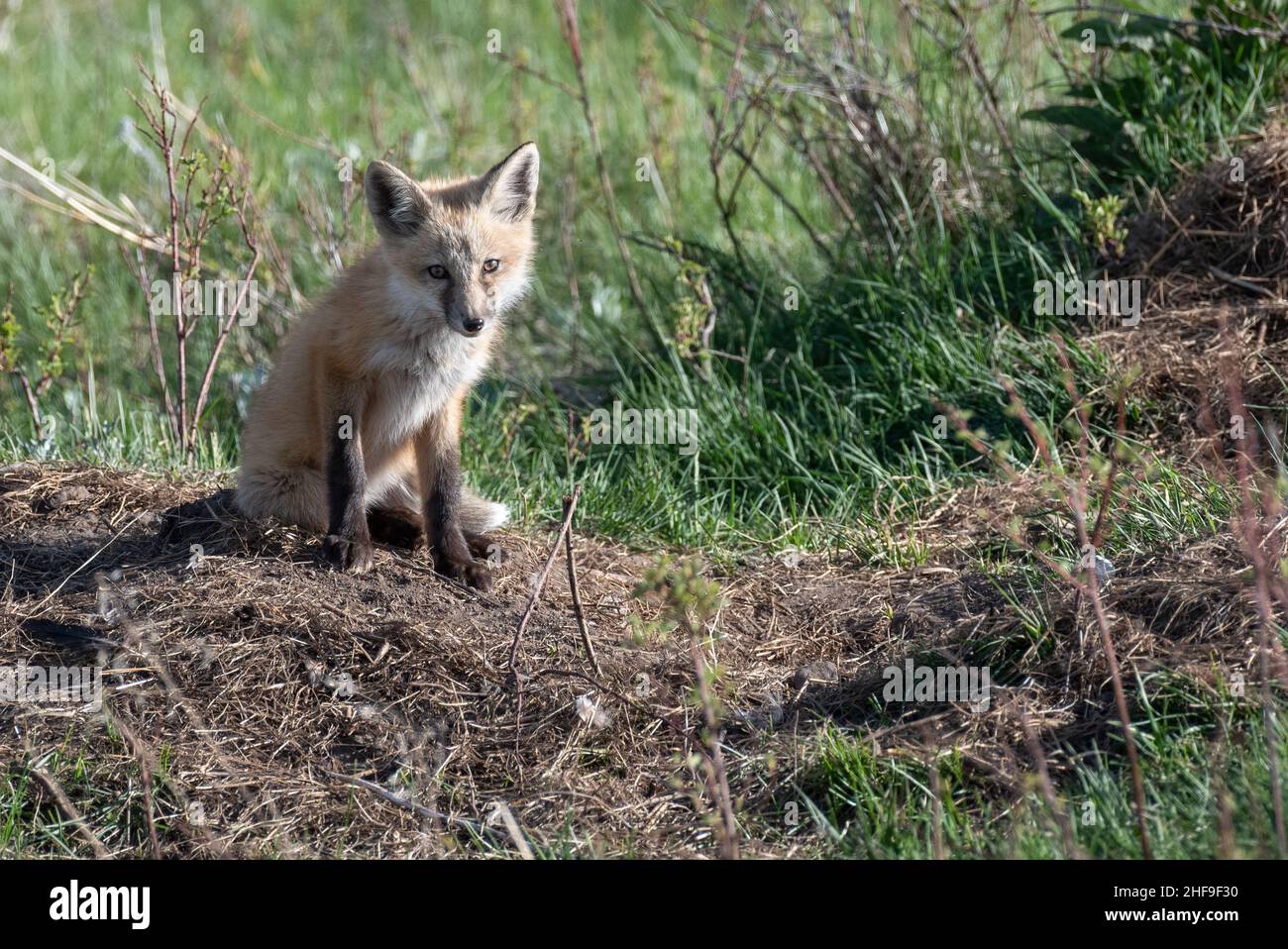Fox kit, Iwetemlaykin State Heritage Site, Wallowa Valley, Oregon Stock ...