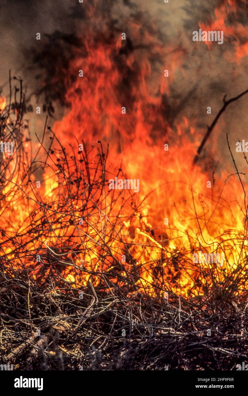 Dry brush catches fire in a California forest Stock Photo - Alamy