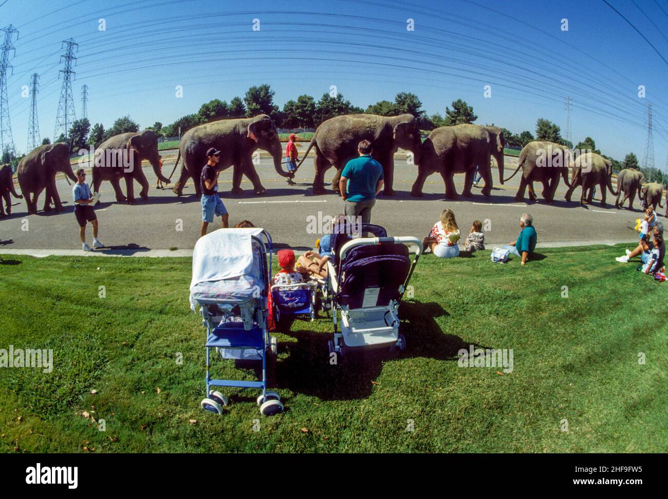 Circus elephants march from the circus train to the big top as families ...