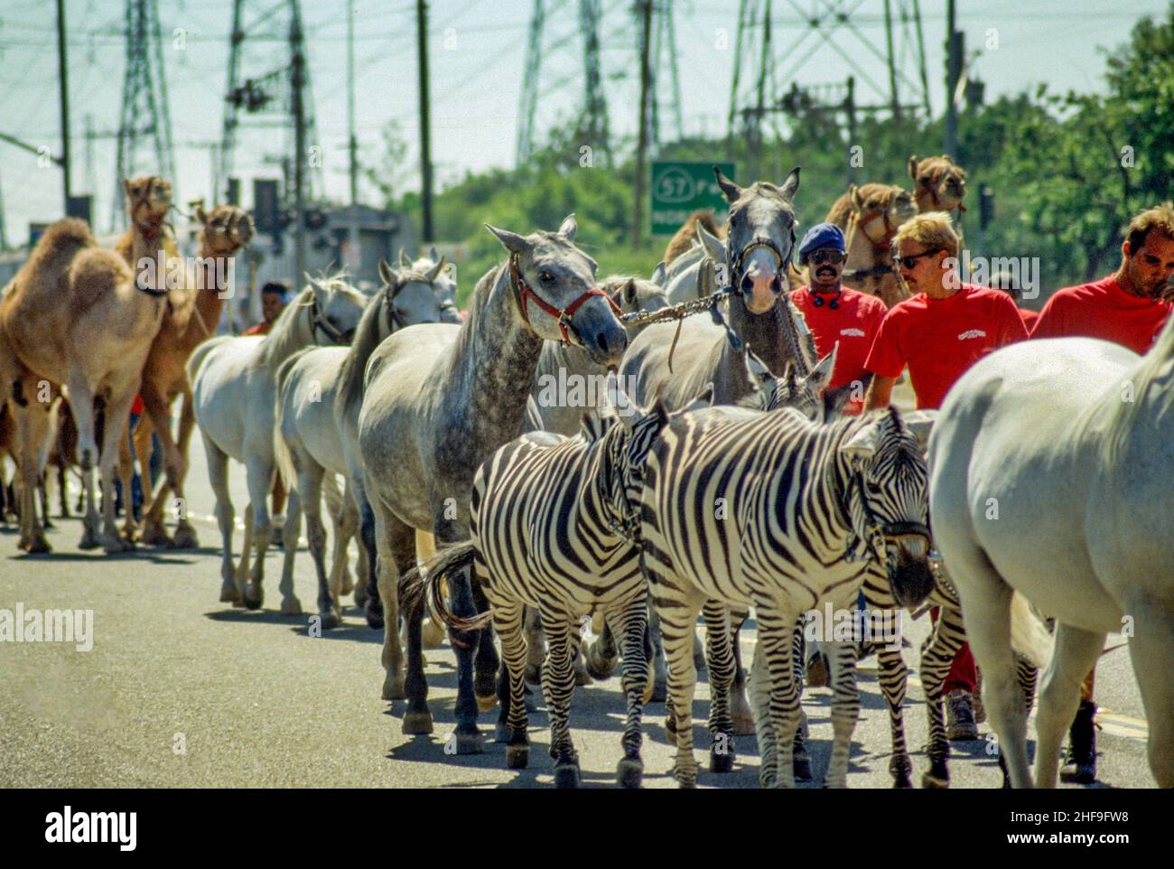Camels, horses and zebras join the parade from the circus train to the ...