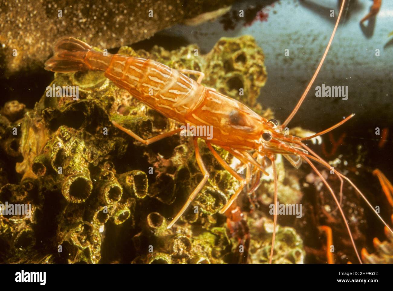 Taxonomically hi-res stock photography and images - Alamy