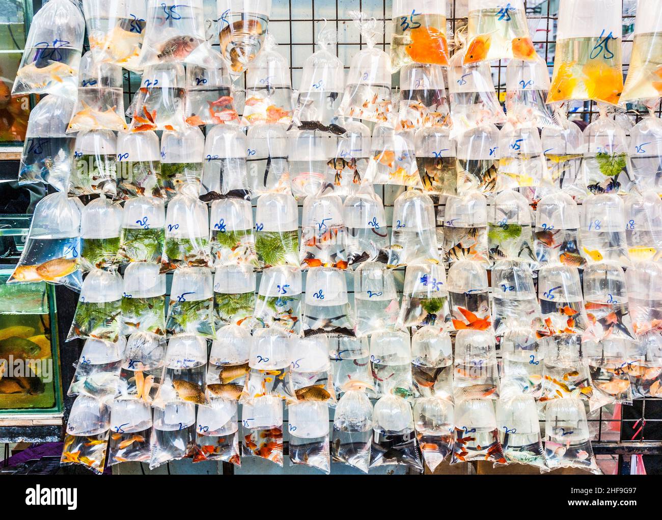 Goldfish bag fairground hi-res stock photography and images - Alamy