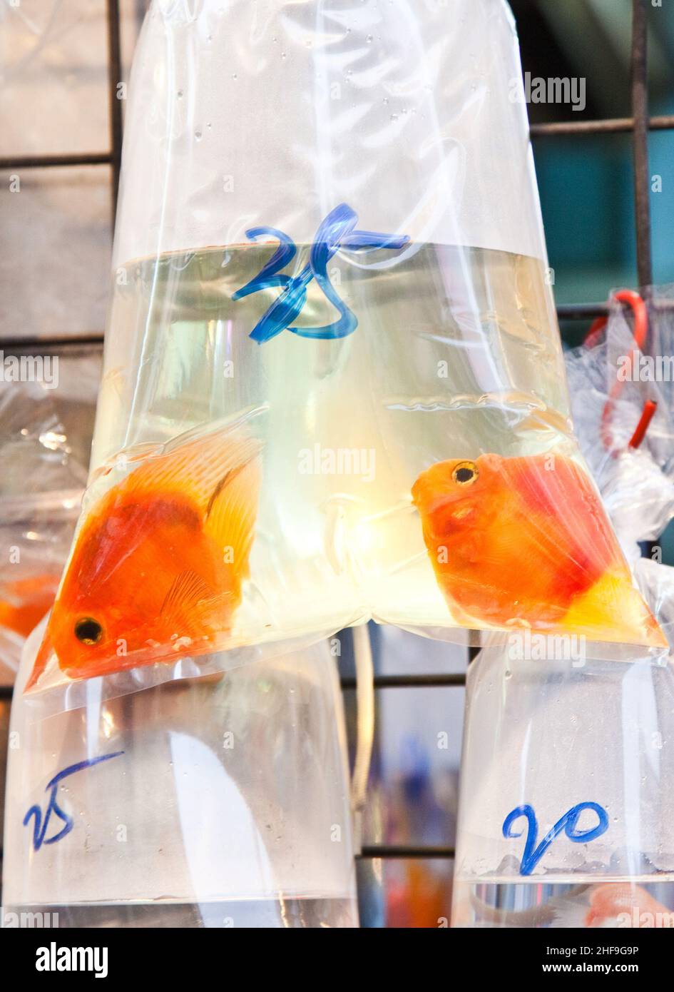 Bags of fishes for sale at the fish market Stock Photo - Alamy