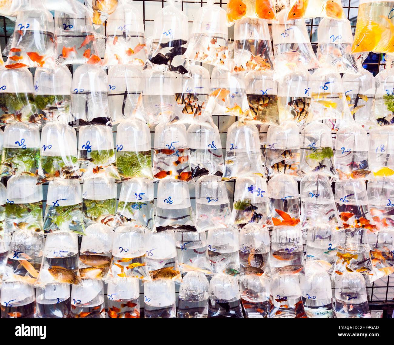 Goldfish bag fairground hi-res stock photography and images - Alamy