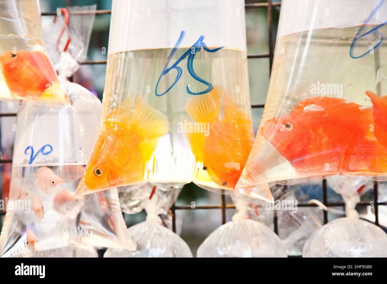 Bags of fishes for sale at the fish market Stock Photo - Alamy