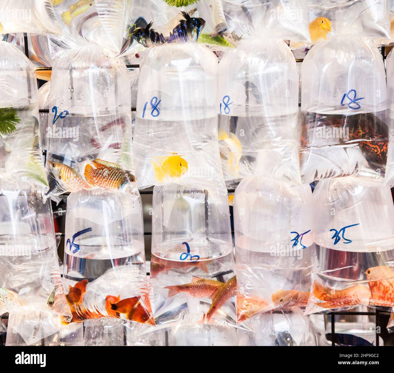 Bags of fishes for sale at a market Stock Photo - Alamy
