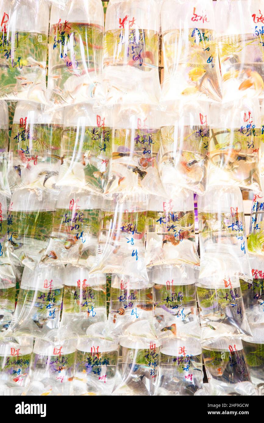 Bags of fishes for sale at a market Stock Photo - Alamy