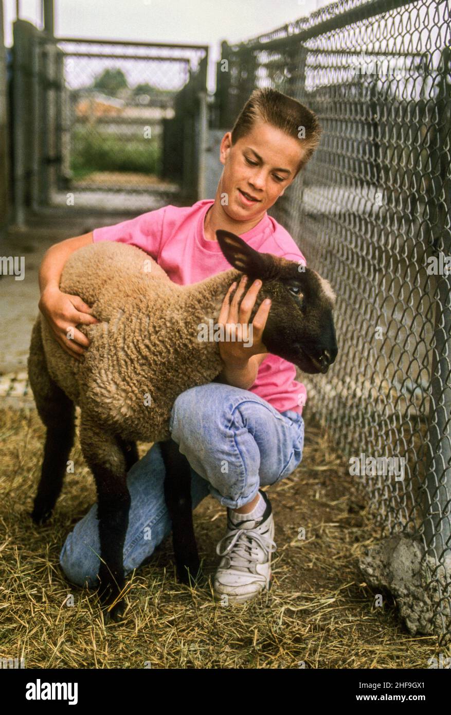School boy and sheep hi-res stock photography and images - Alamy
