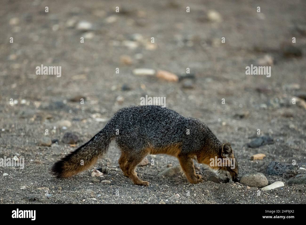 Island Fox Digs for Food On The Beach At Low Tide near Scorpion Cove in ...