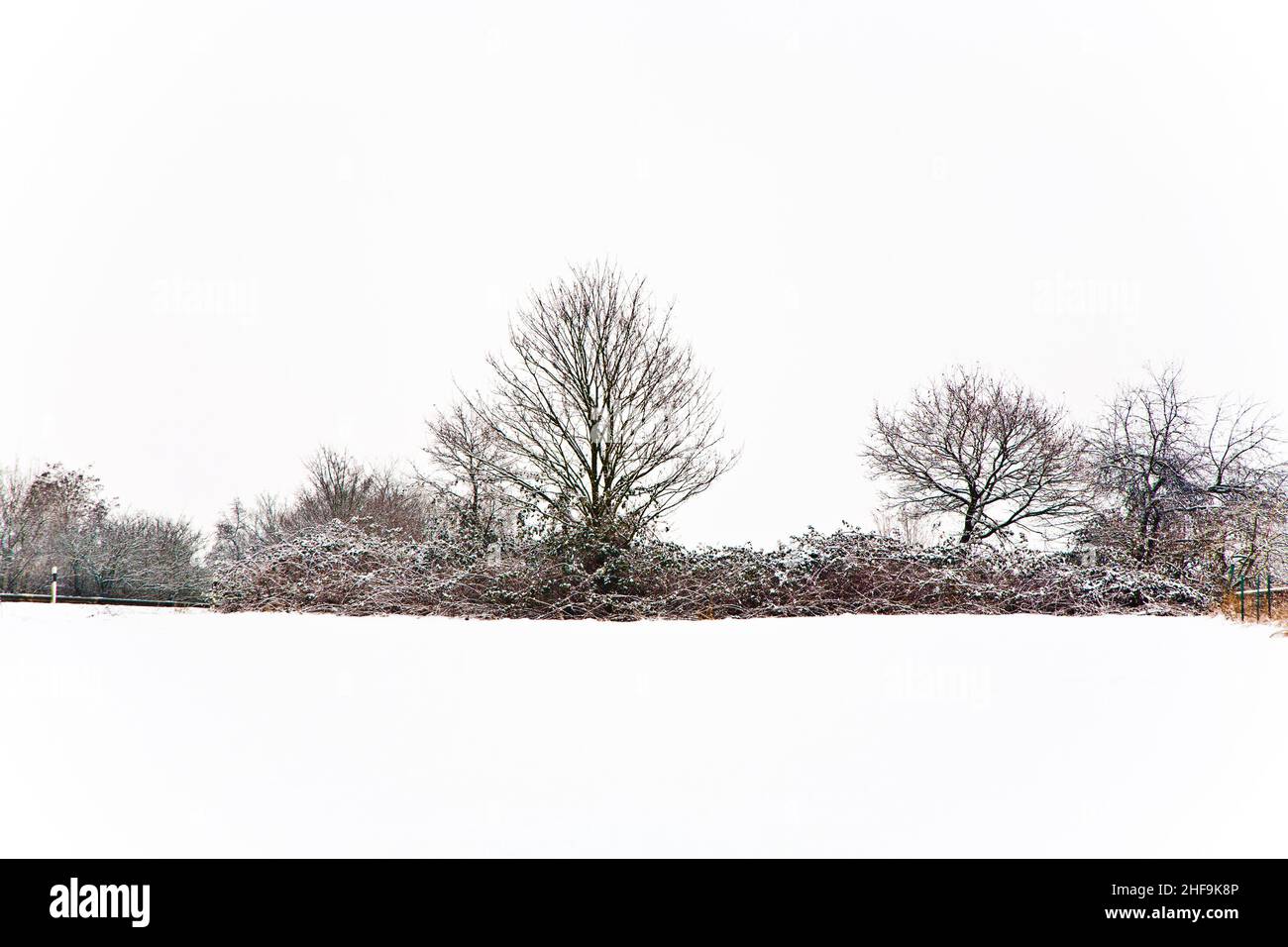 Forest, trees, mist Cut Out Stock Images & Pictures - Alamy