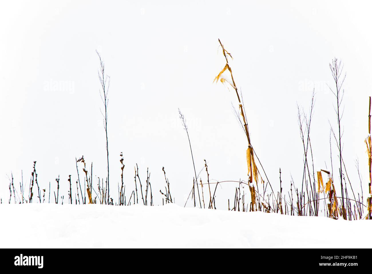 Forest, trees, mist Cut Out Stock Images & Pictures - Alamy