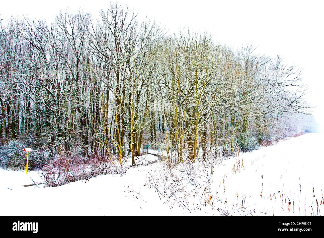 trees in winter landscape Stock Photo - Alamy