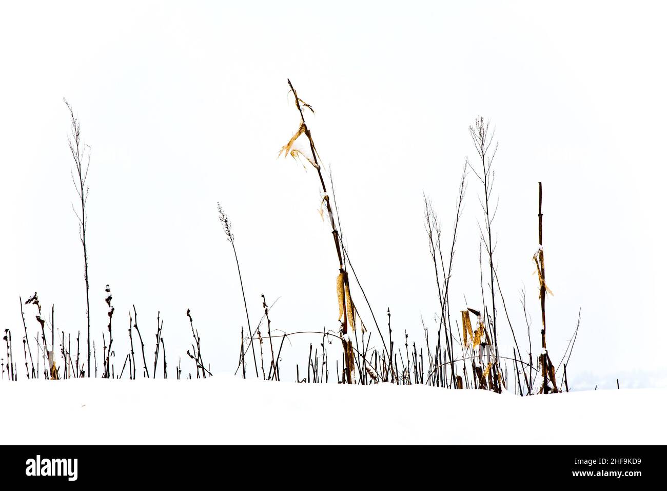 trees in winter landscape Stock Photo - Alamy