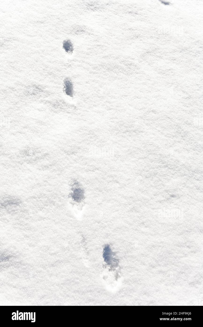 feet of animals in snow Stock Photo - Alamy