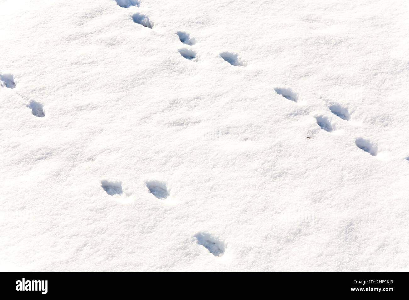 feet of animals in snow Stock Photo - Alamy