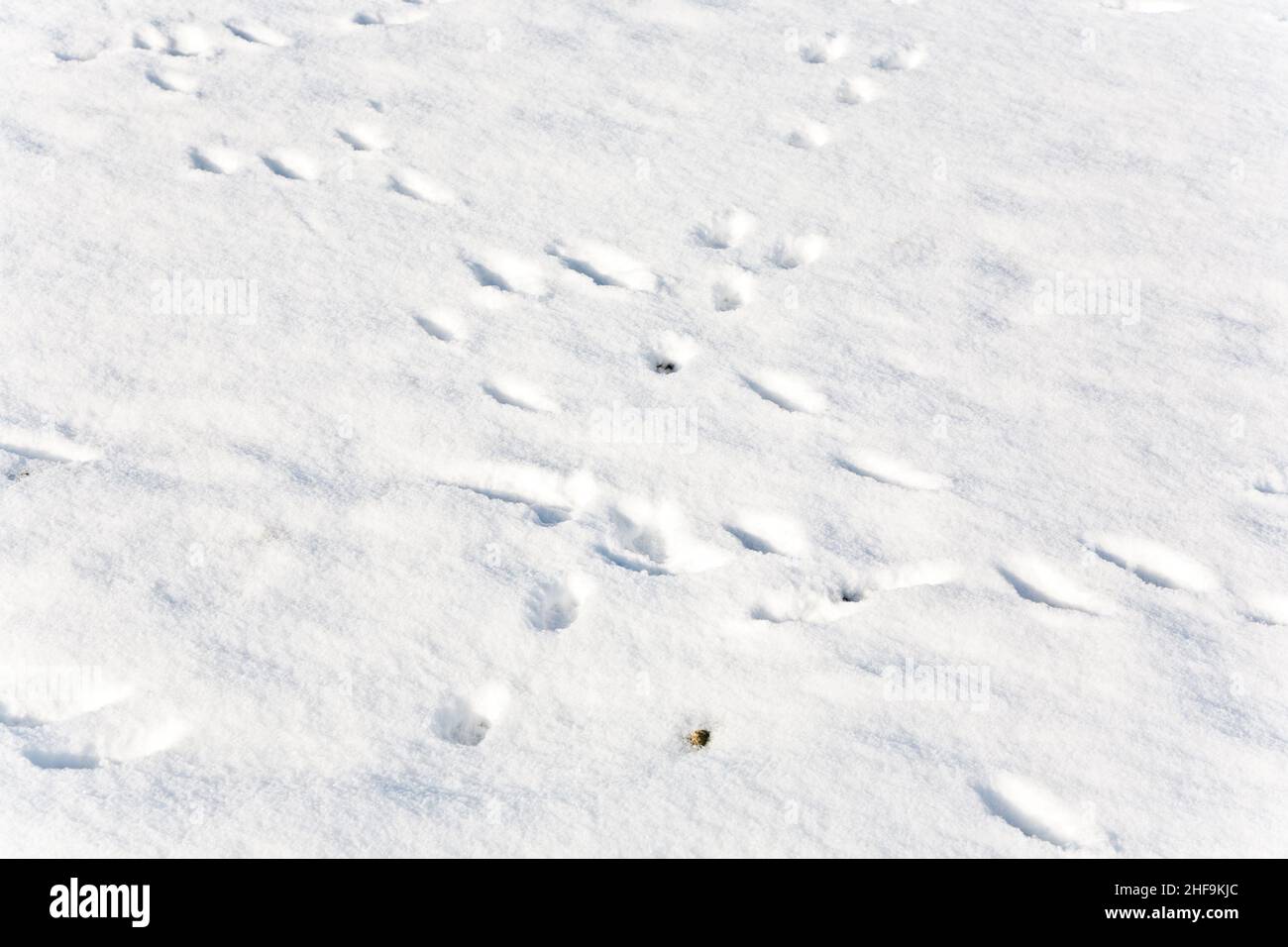 feet of animals in snow Stock Photo - Alamy