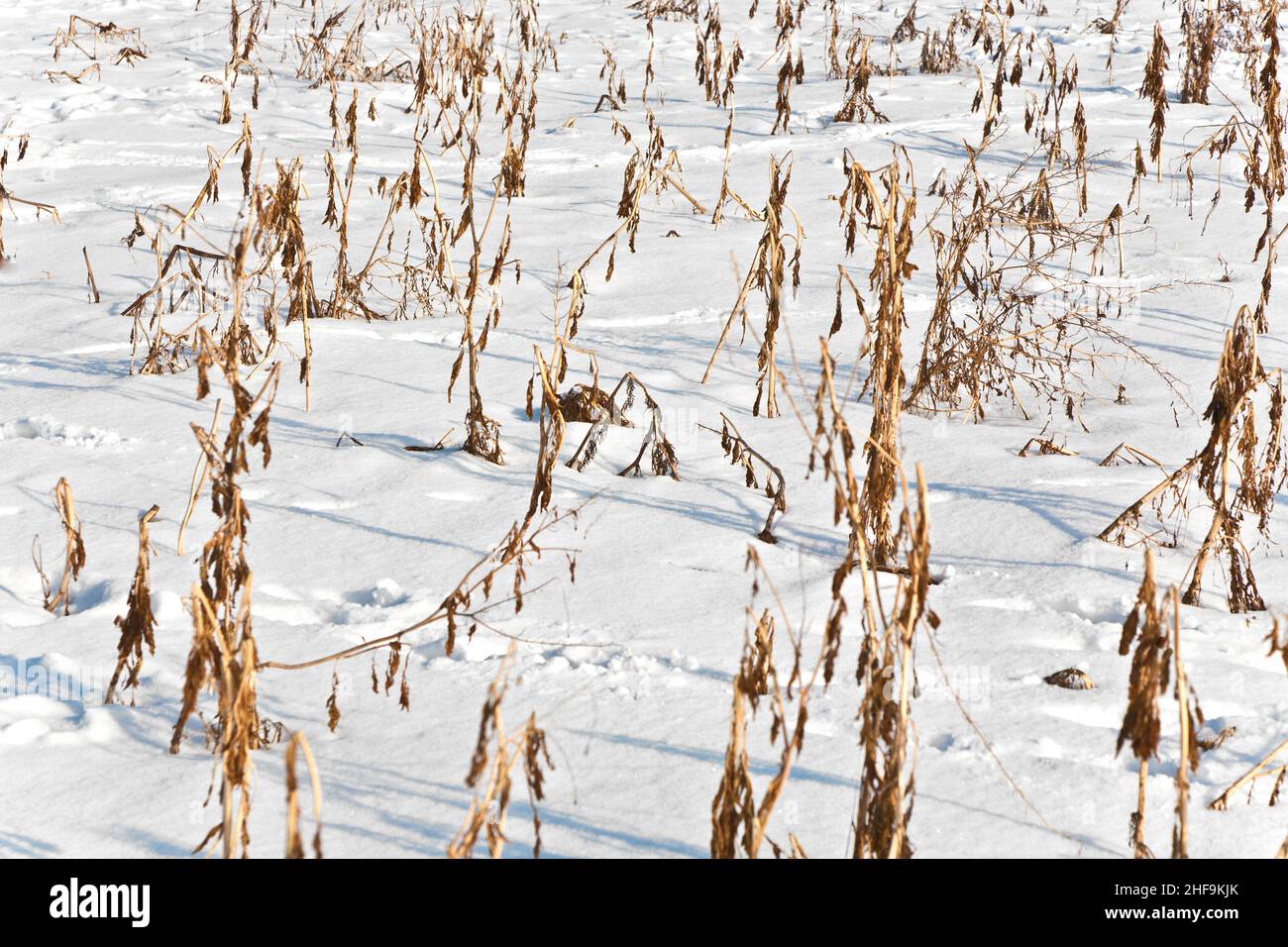 field in winter with detail of frozen corn Stock Photo - Alamy