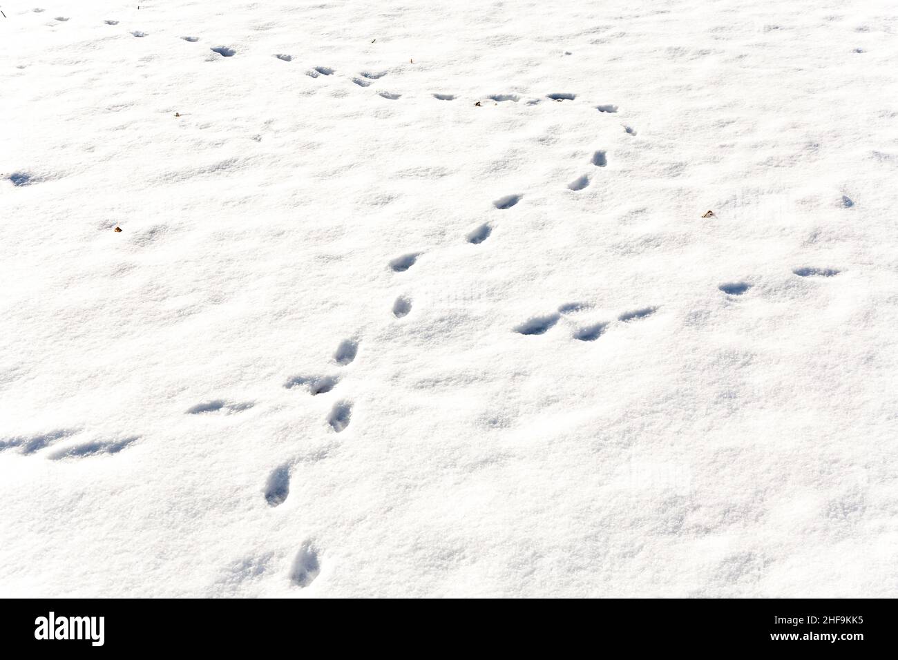 feet of animals in snow Stock Photo - Alamy