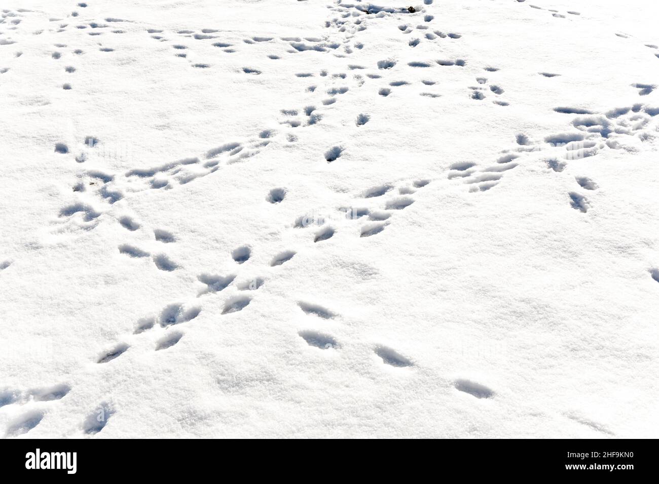 feet of animals in snow Stock Photo - Alamy