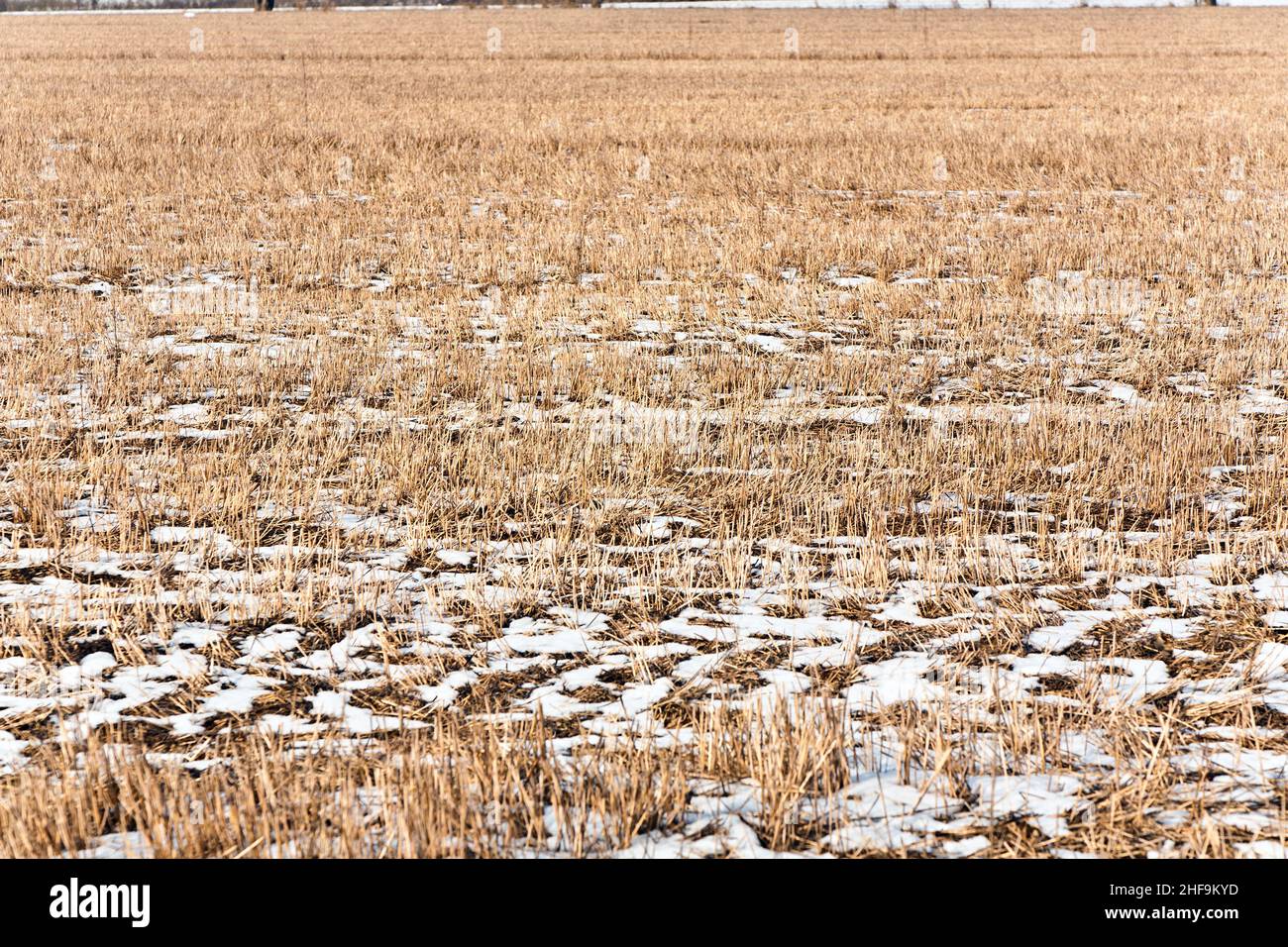 Corn Field With Houses High Resolution Stock Photography and Images - Alamy